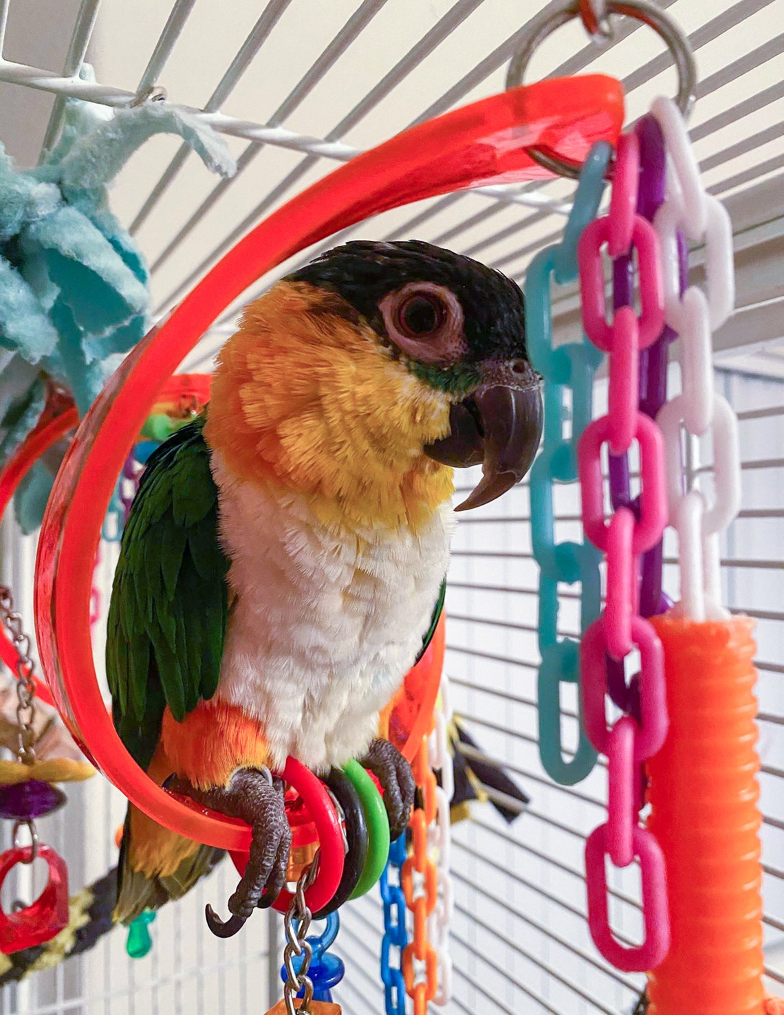 Twisty Twirly Wacky Whirly - Bird Toy, Great for Caiques, Pionus ...