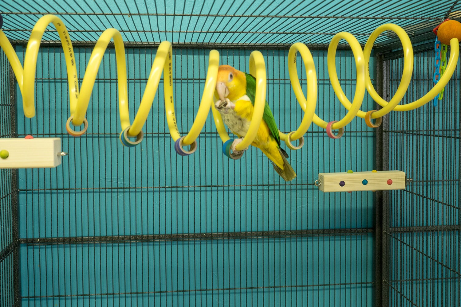 Large Curly Q Adventure Coil Bird Toy Parrot Perch Cage | Etsy