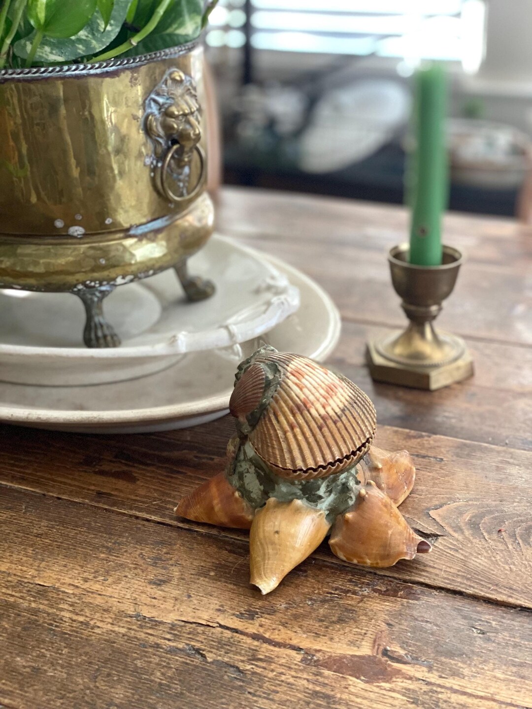 Beautiful Antique Shell Box Must See the Painting on the Inside ...