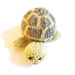 Knitted Tiny Turtle Pattern, PDF Pattern, Knitting Pattern, DIY ...
