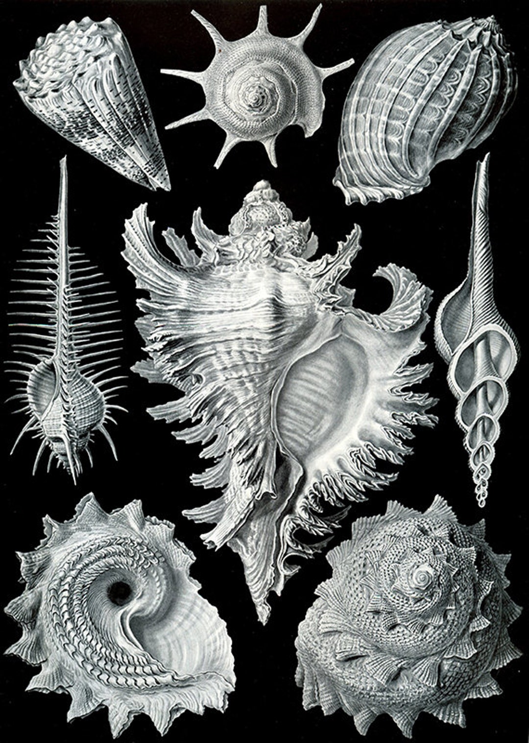 Black and White Download Sea Organisms: Shells, Molluscs, Clams and ...