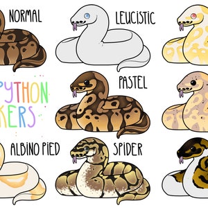 Ball Python Stickers | Popular Ball Python Morphs | Albino Pied | Pied | Pastel | Banana | Blue ...