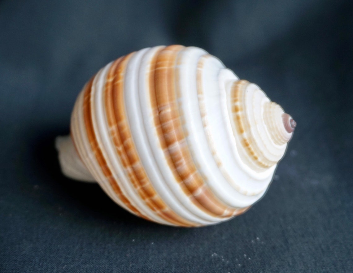 Large Seashell Collection 13 Collectible Seashells Exotic - Etsy UK