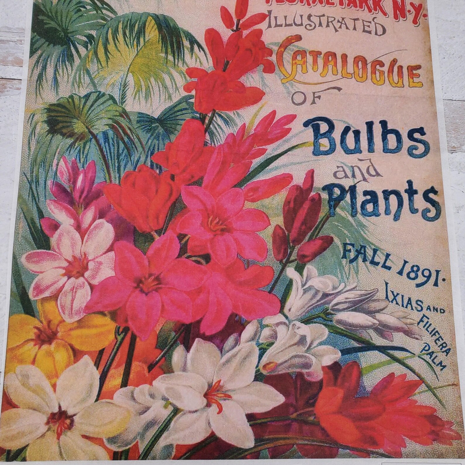 Lewis Child's Fall Catalog | Rice Paper A4 | Calambour | 8.75" X 12.5 ...