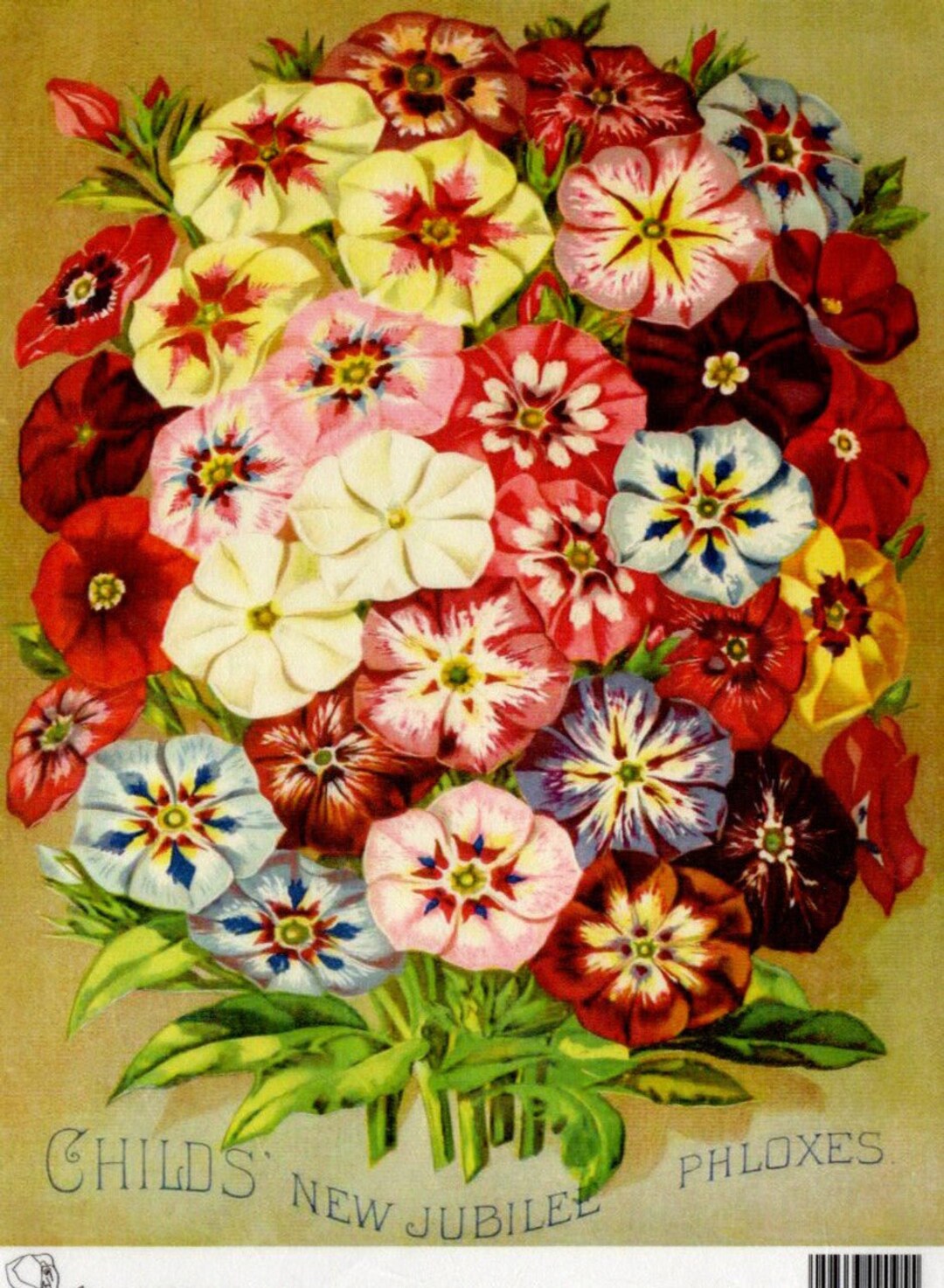 Child's New Jubilee Phloxes Rice Paper A4 Calambour 8.75 X 12.5 Paper ...