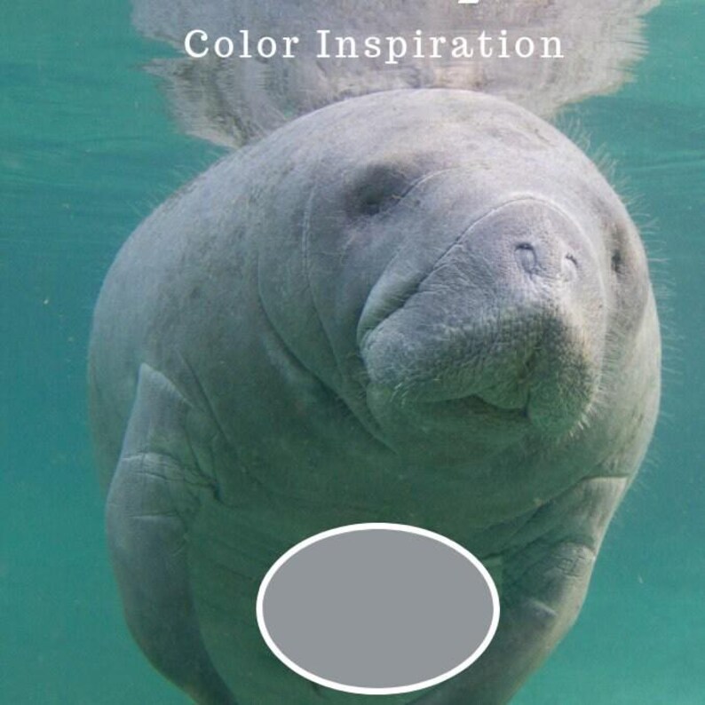 Manatee Gray | Dixie Belle Paint | Chalk Paint, Furniture Paint ...
