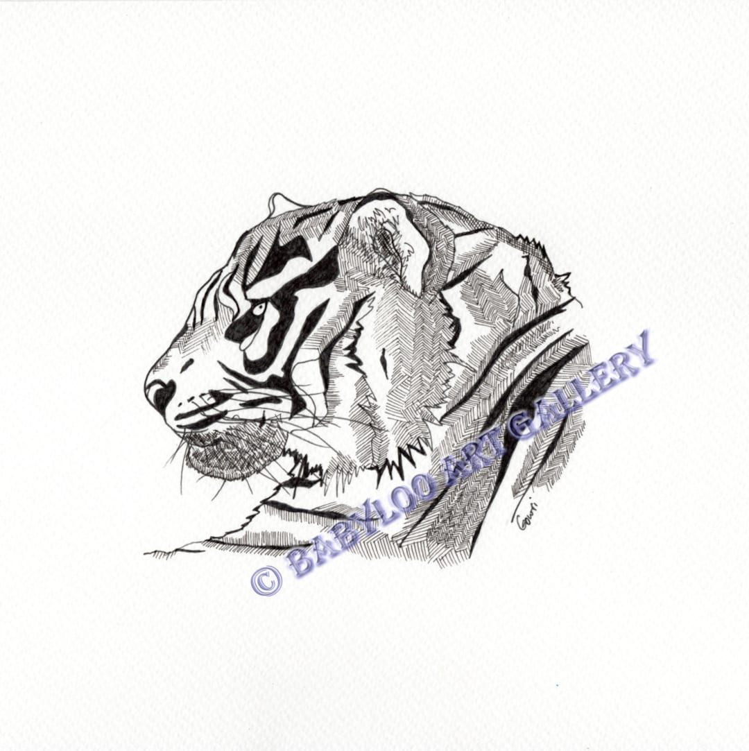 Tiger - Ink Drawing - Etsy