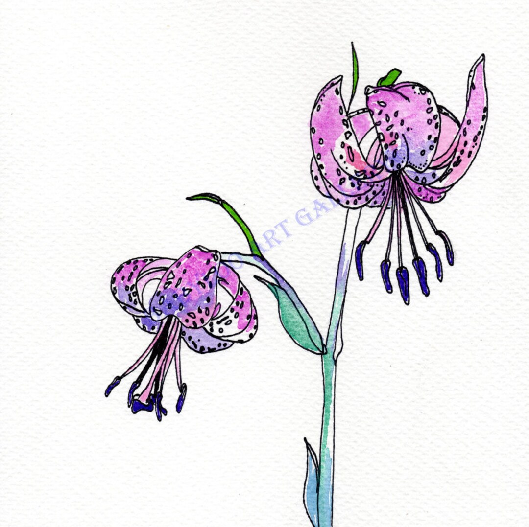 Tiger Lilies - Ink Drawing - Etsy