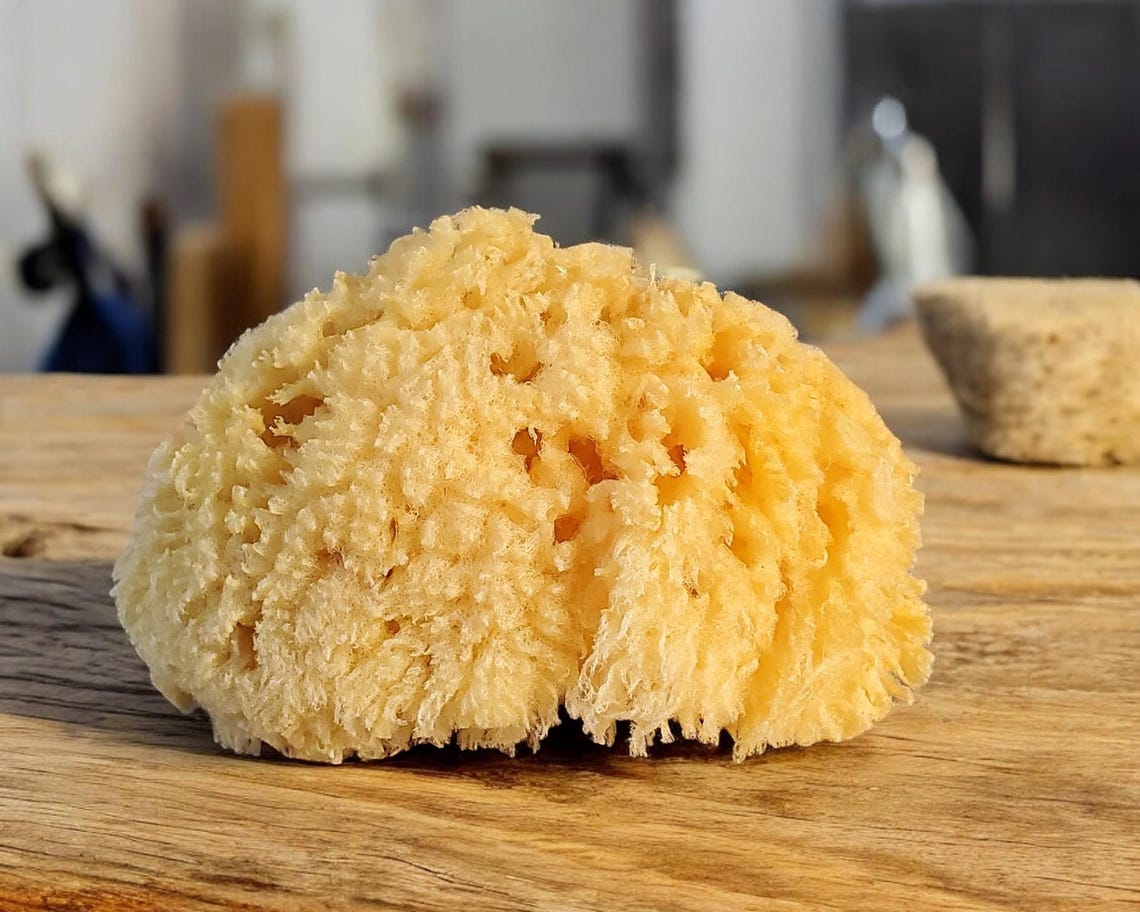 Large All Natural Dead Sea Sponge - Etsy