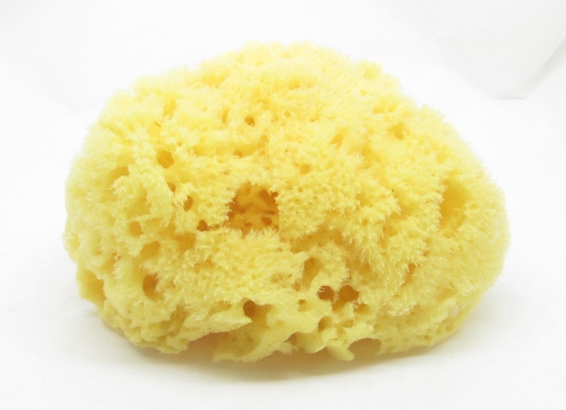 Large All Natural Dead Sea Sponge - Etsy
