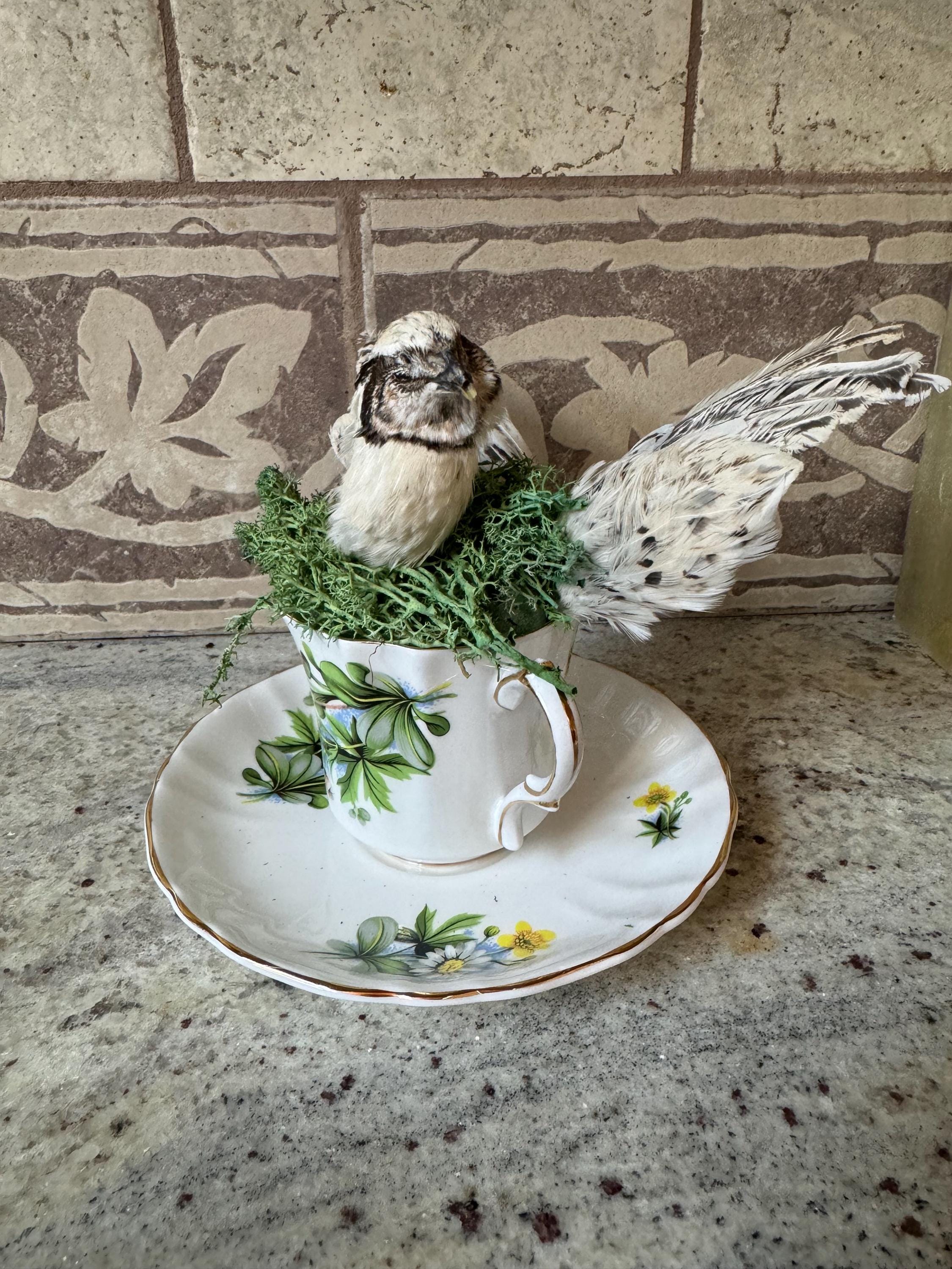 Quail Taxidermy Teacup and Saucer - Etsy