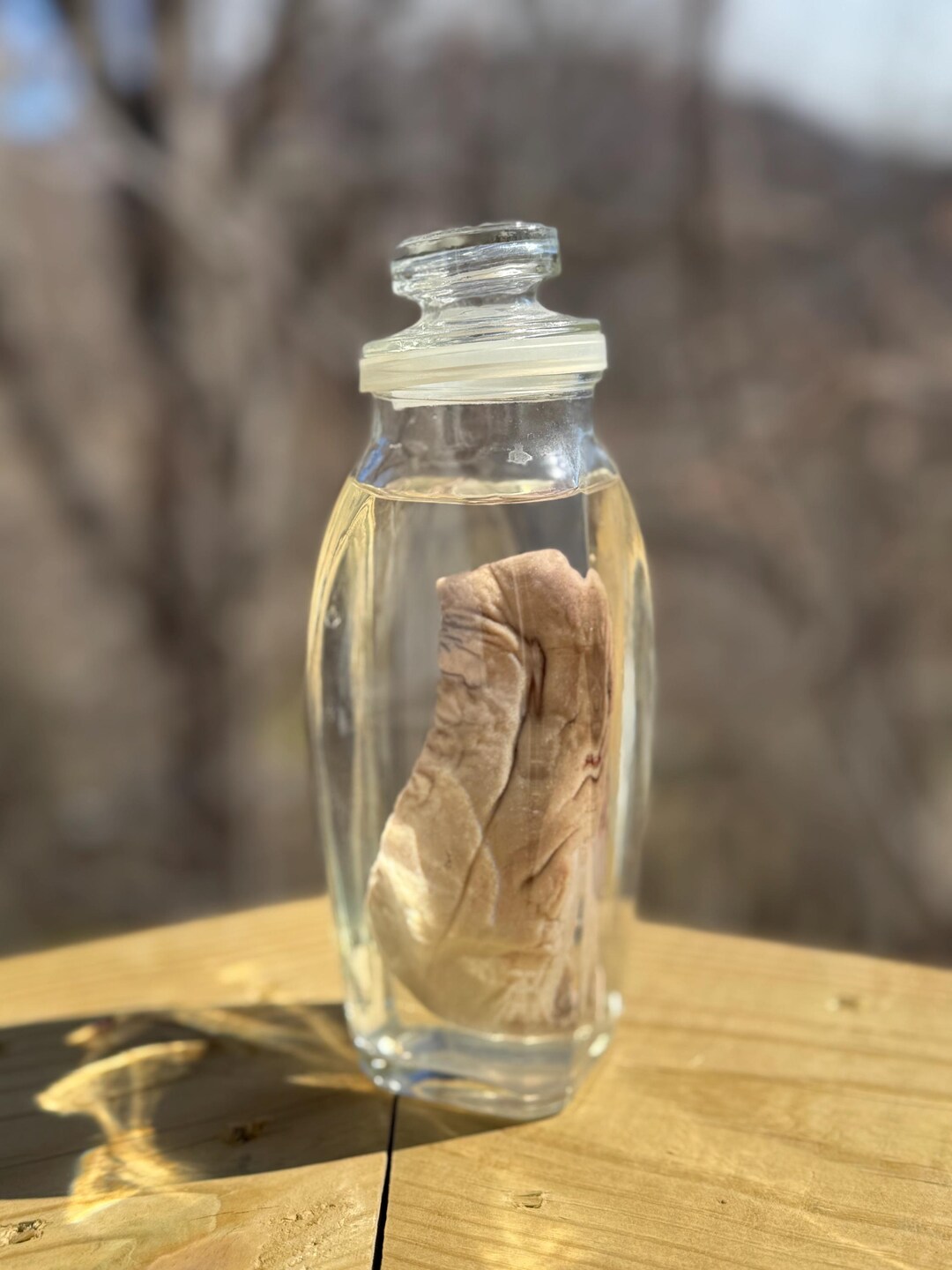 Wet Specimen Coyote Tongue Real Preserved Taxidermy No Jar - Etsy