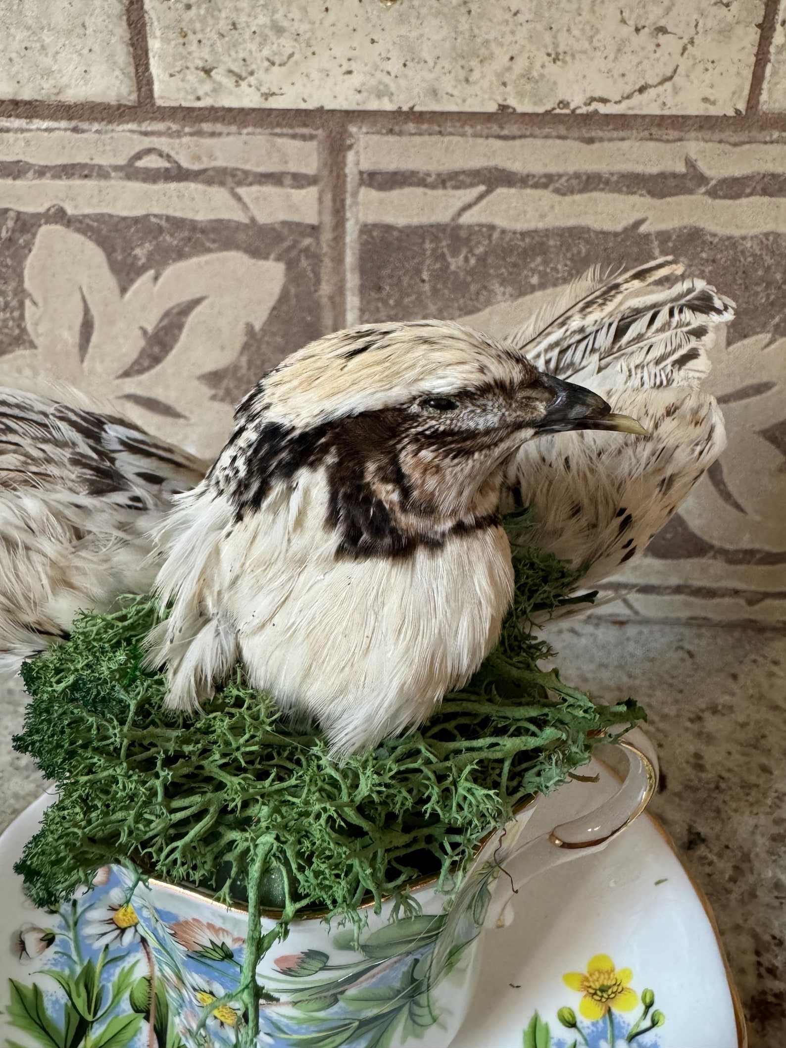 Quail Taxidermy Teacup and Saucer - Etsy