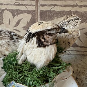 Quail Taxidermy Teacup and Saucer - Etsy