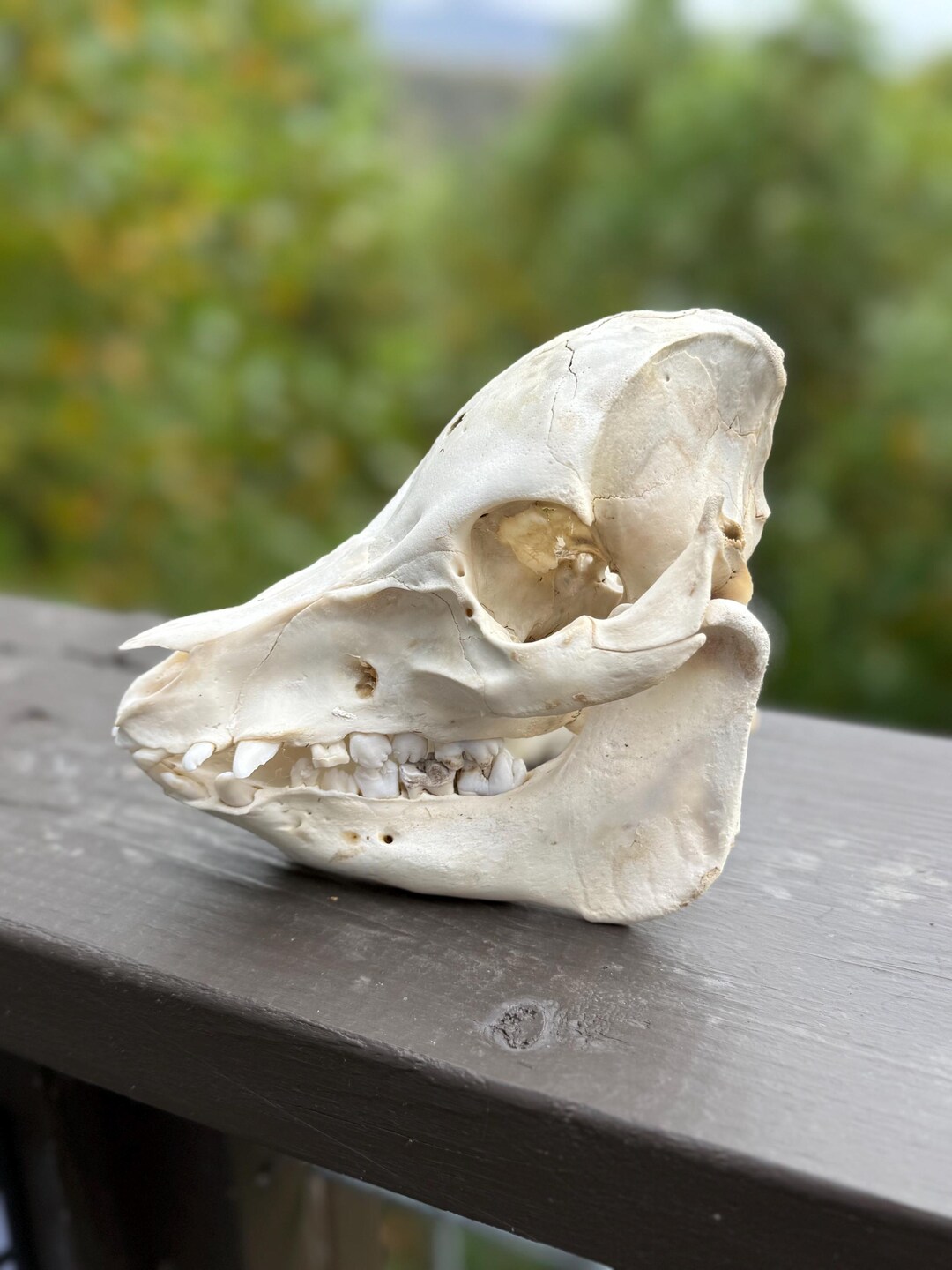 Tiny REAL Pig Skull Gothic Decor Taxidermy Curiosity Display - Etsy