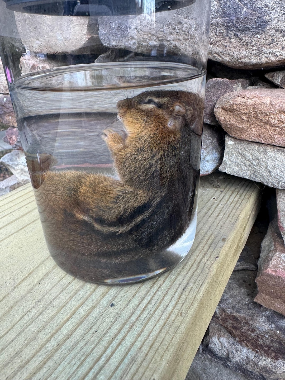 Real Chipmunk Wet Specimen Taxidermy - Etsy