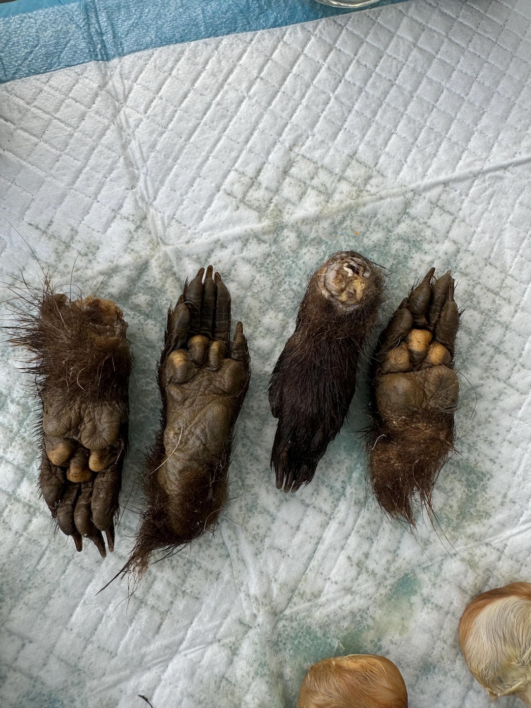 Groundhog Wood Chuck Mummified Taxidermy - Etsy