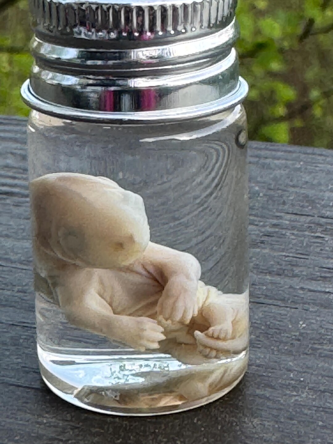 Wet Specimen Fetal Possum Taxidermy Oddity Curiosity - Etsy