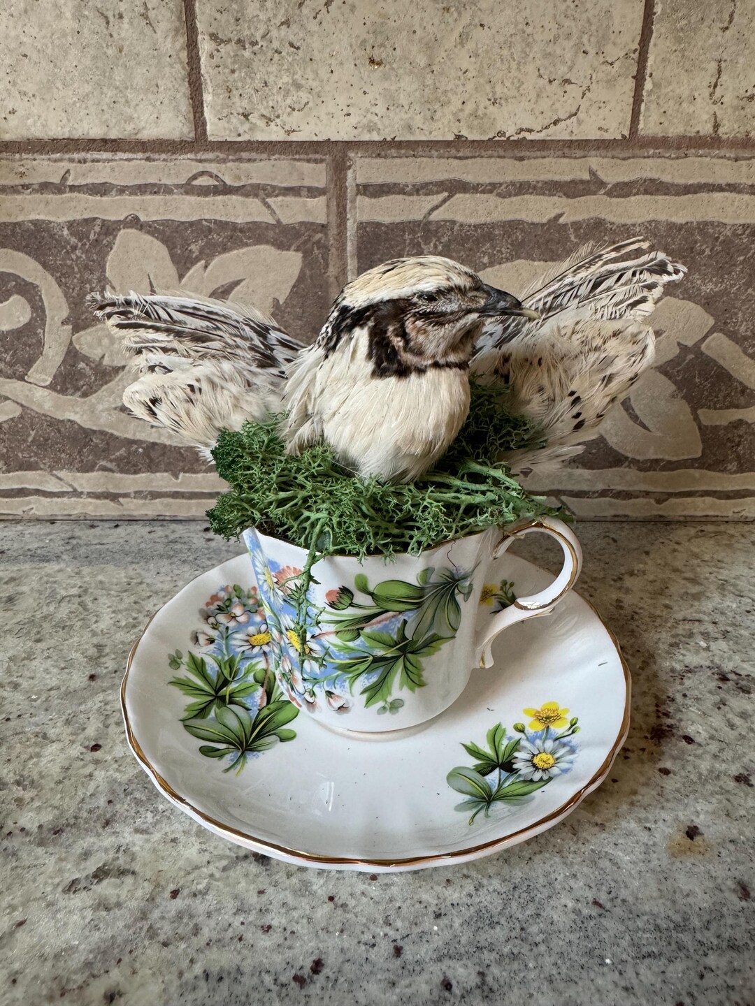 Quail Taxidermy Teacup and Saucer - Etsy