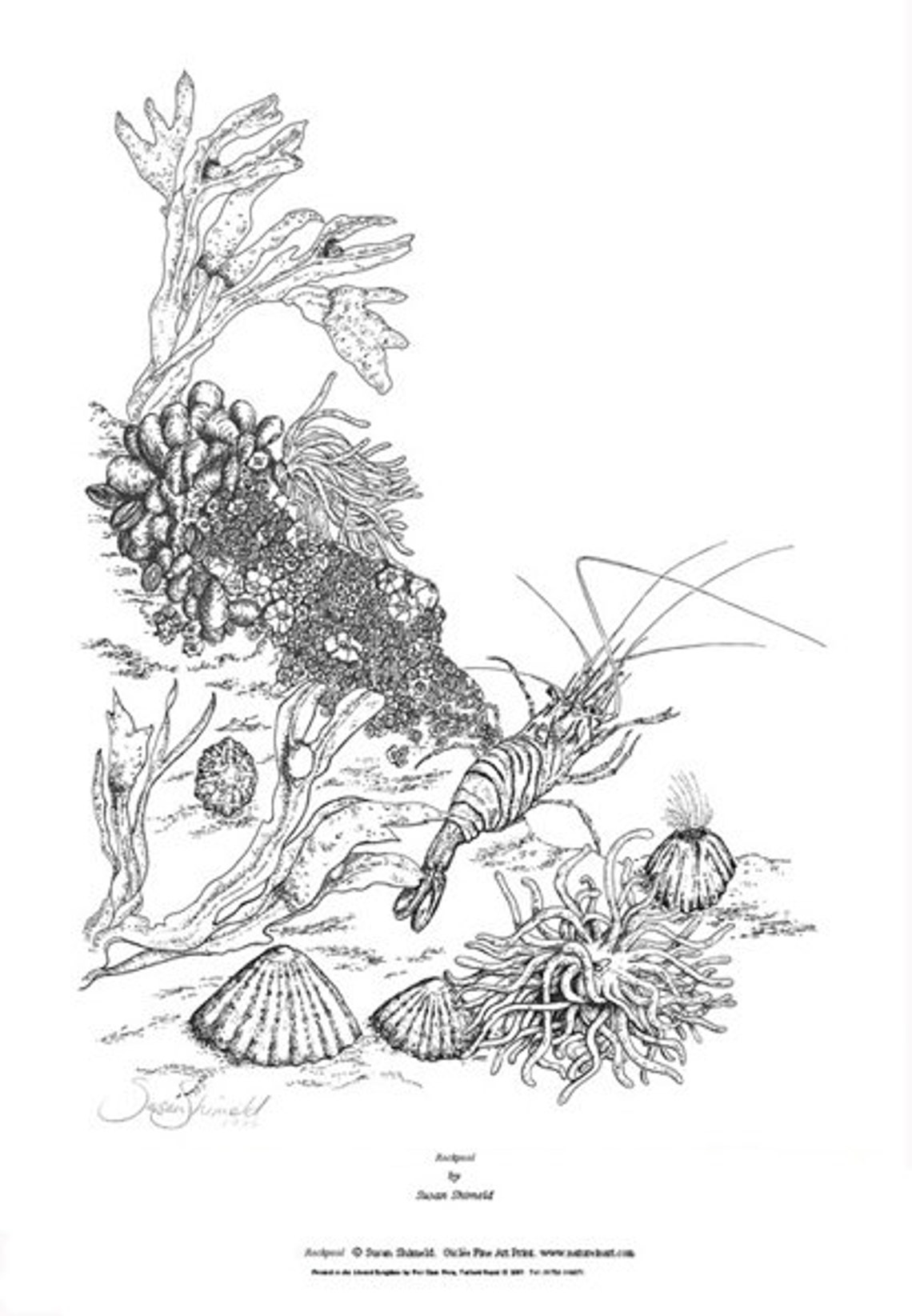 ROCKPOOL Fine Art Print by UK Award Winning Artist Susan - Etsy