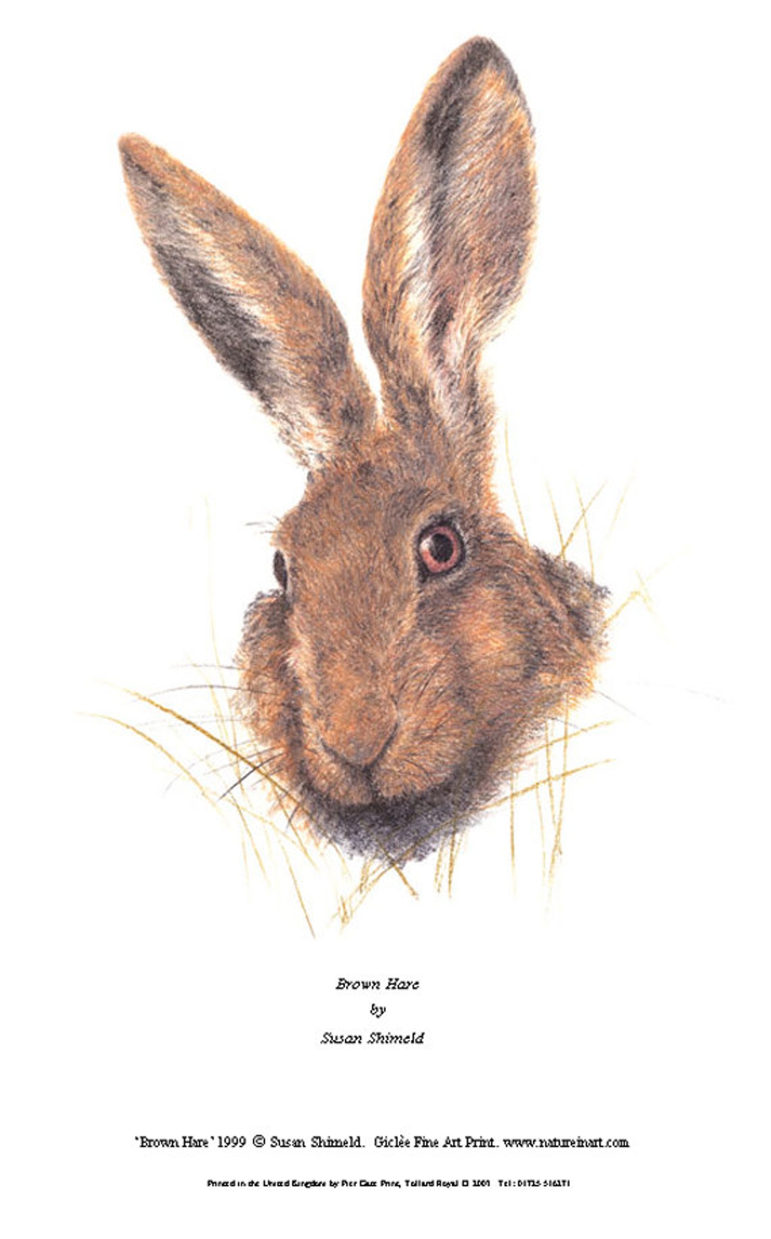 SUNSET HARE Fine Art Print by UK Award Winning Artist Susan Shimeld - Etsy