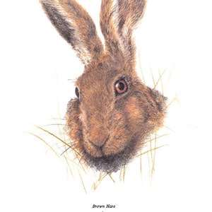 SUNSET HARE Fine Art Print by UK Award Winning Artist Susan Shimeld - Etsy