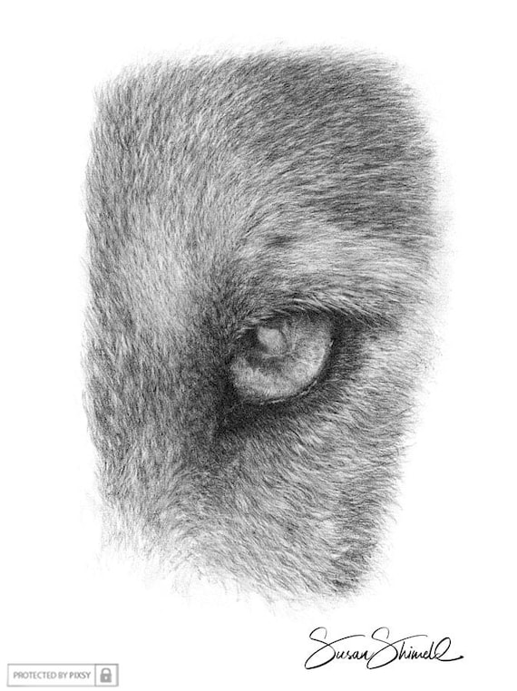 WOLF EYE Fine Art Print by UK Award Winning Artist Susan - Etsy