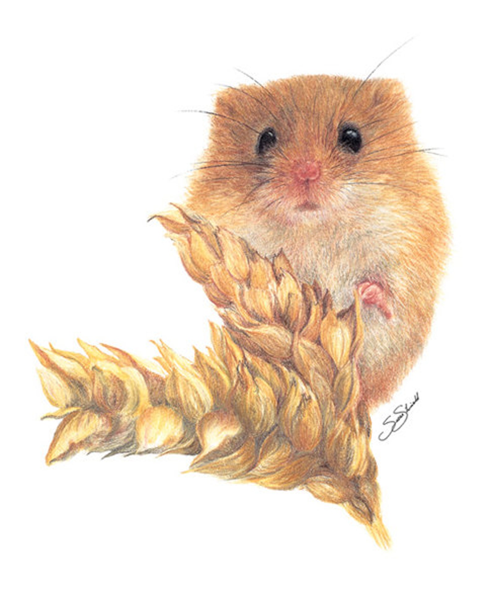 HARVEST MOUSE Fine Art Print by UK Award Winning Artist Susan - Etsy