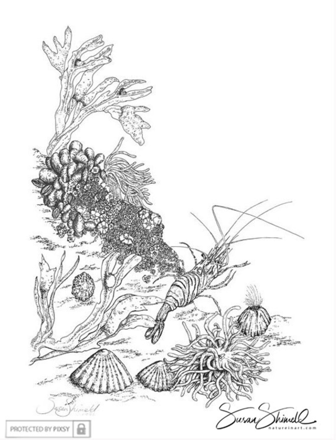 ROCKPOOL Fine Art Print by UK Award Winning Artist Susan - Etsy