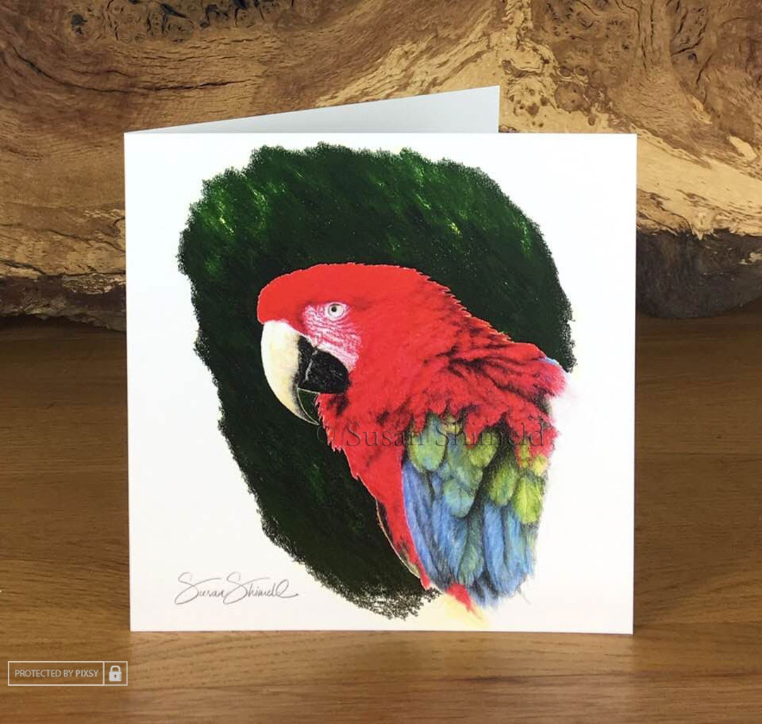 Ruby ~ Macaw ~ Greetings Card by UK Award Winning Artist Susan Shimeld ...