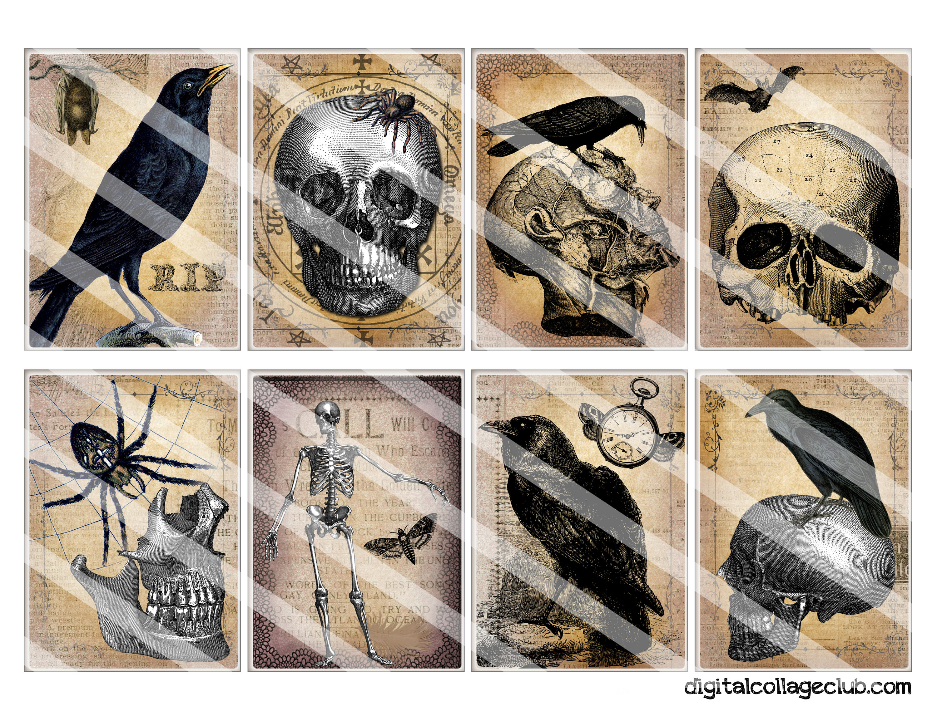 Creepy Halloween Raven Digital Collage Sheet Images for - Etsy