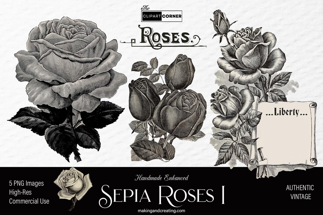Vintage Sepia Roses Flowers Drawing Clip Art Clear Transparent ...