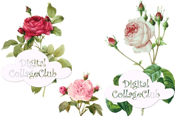 Vintage Victorian Rose Flower Clipart Images Digital Collage - Etsy