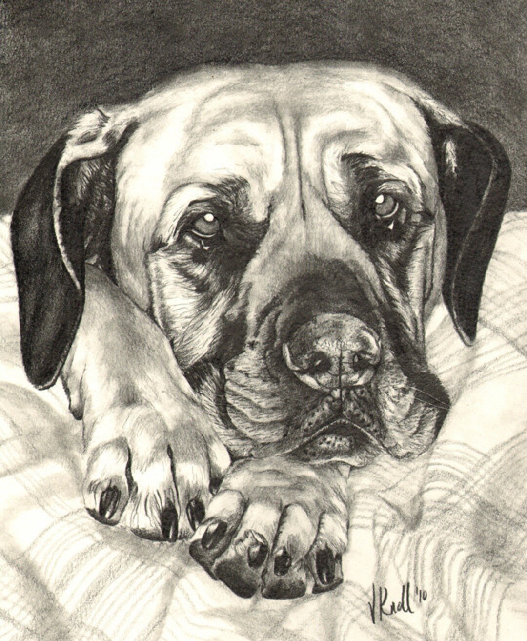 Hand Drawn Custom Graphite Illustrations of Pets and Animals From Your ...
