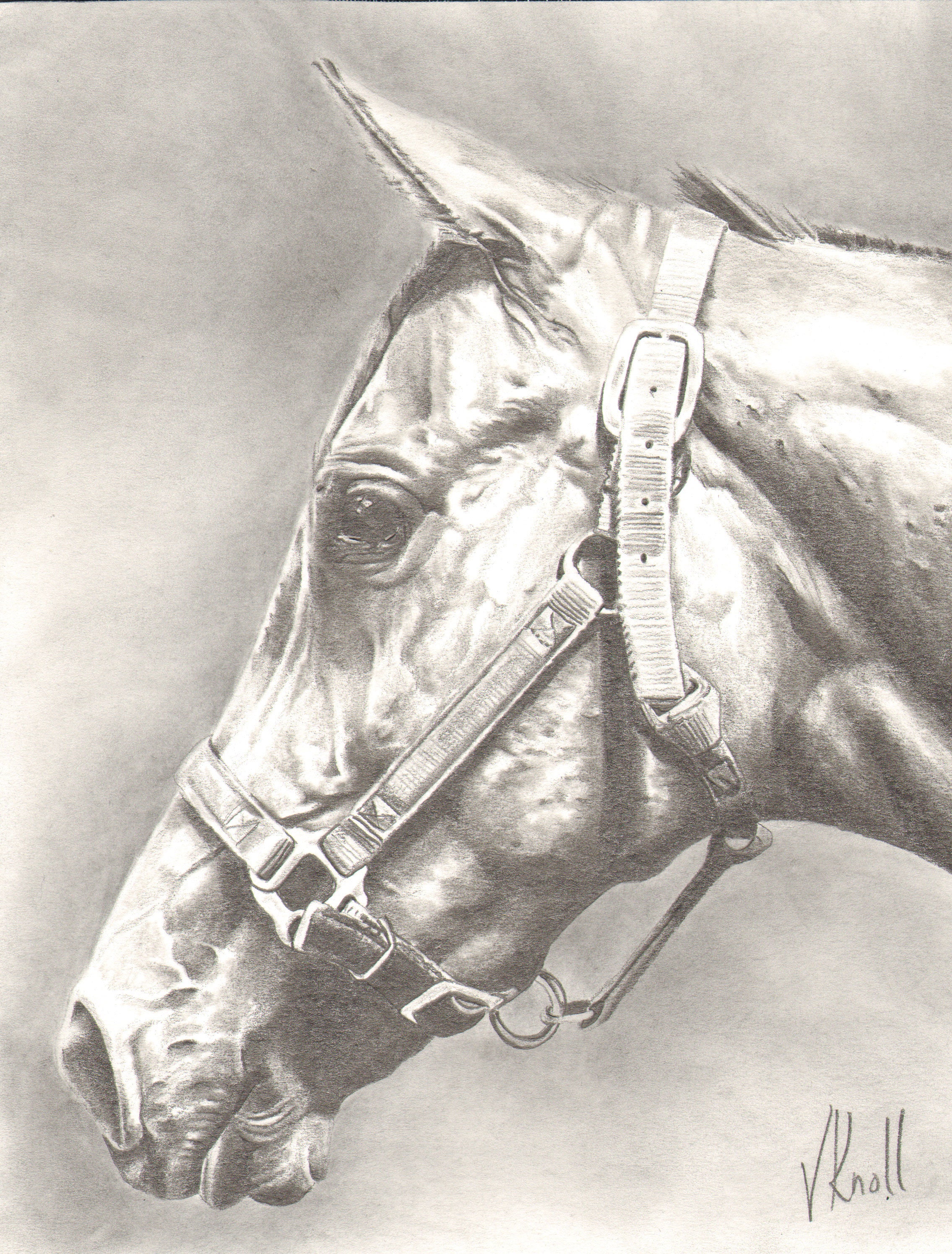 Hand Drawn Custom Graphite Illustrations of Pets and Animals From Your ...