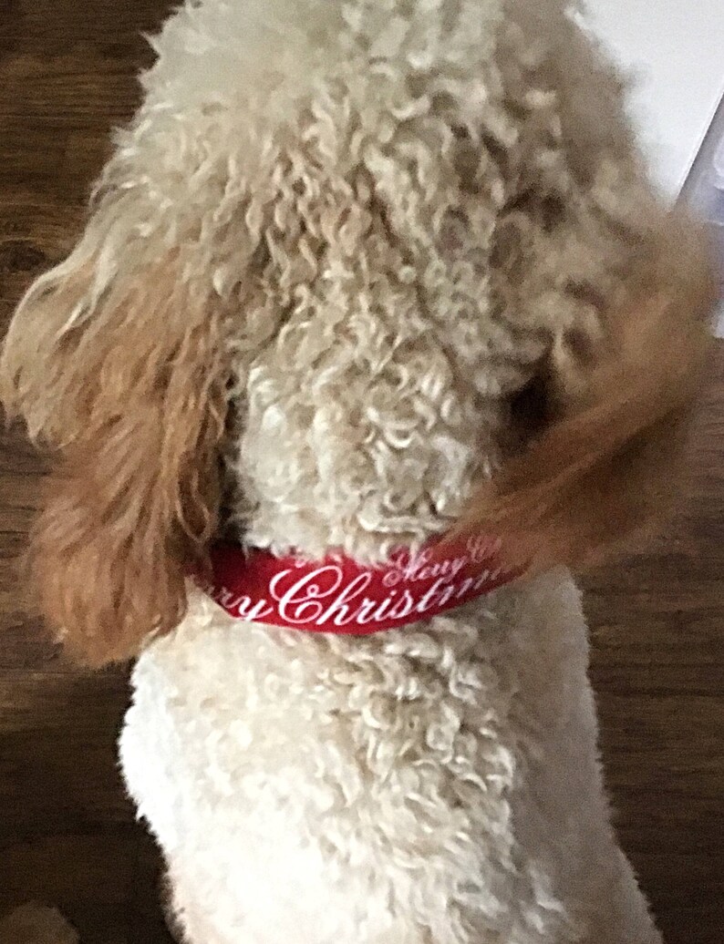 Candy Cane Christmas Collar with Matching Flower for Dogs and | Etsy