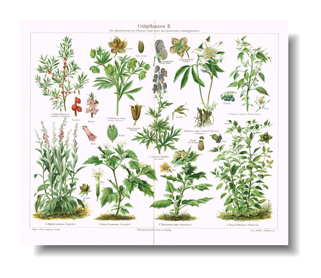 BOTANICAL ORNAMENTAL NON Edible Plants Original 1896 Antique ...