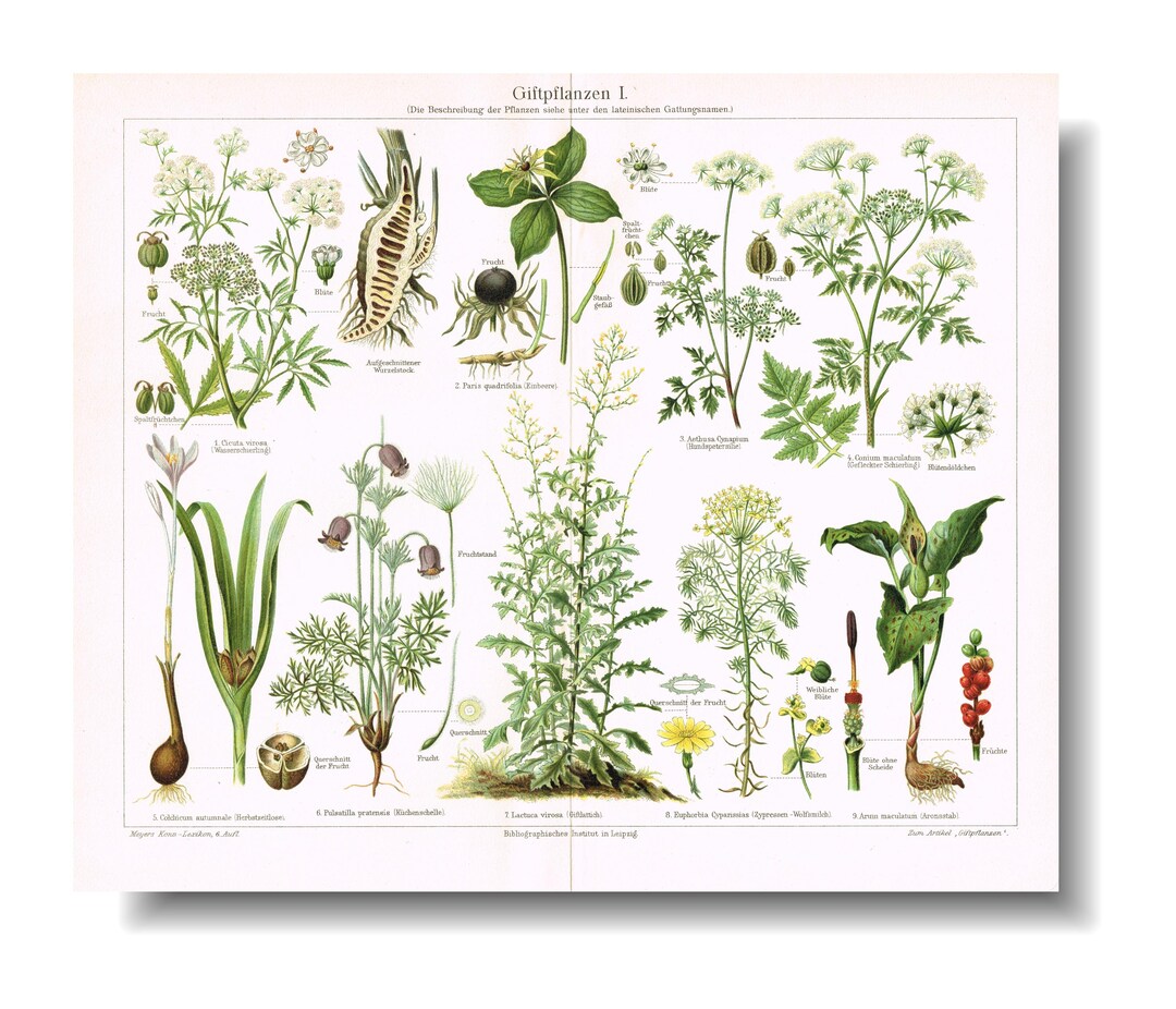 BOTANICAL NON Edible Plants Original 1896 Antique Chromolithography Art ...
