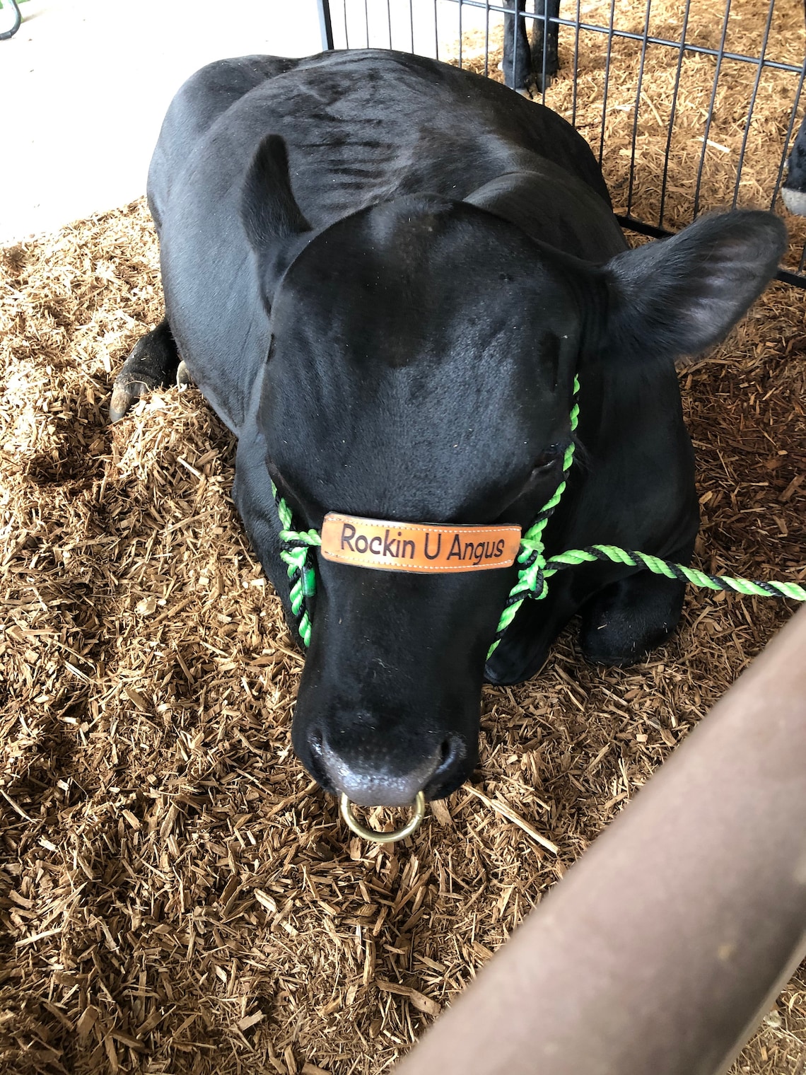 Custom Cattle Rope Halters - Etsy