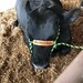 Custom Cattle Rope Halters - Etsy