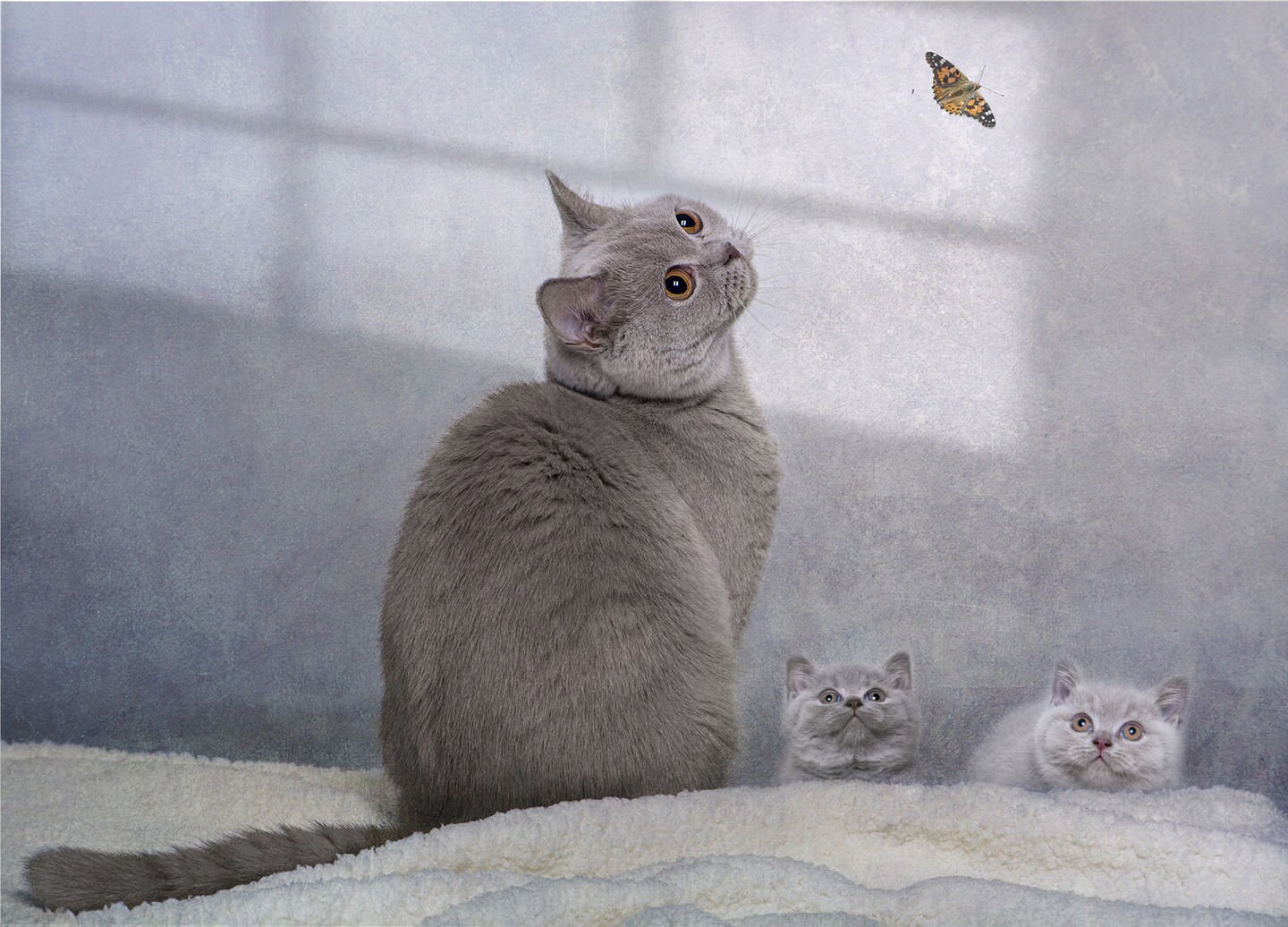 100 Real-life Shadow Overlays, Shadow Overlays, Light Overlay, Plant ...