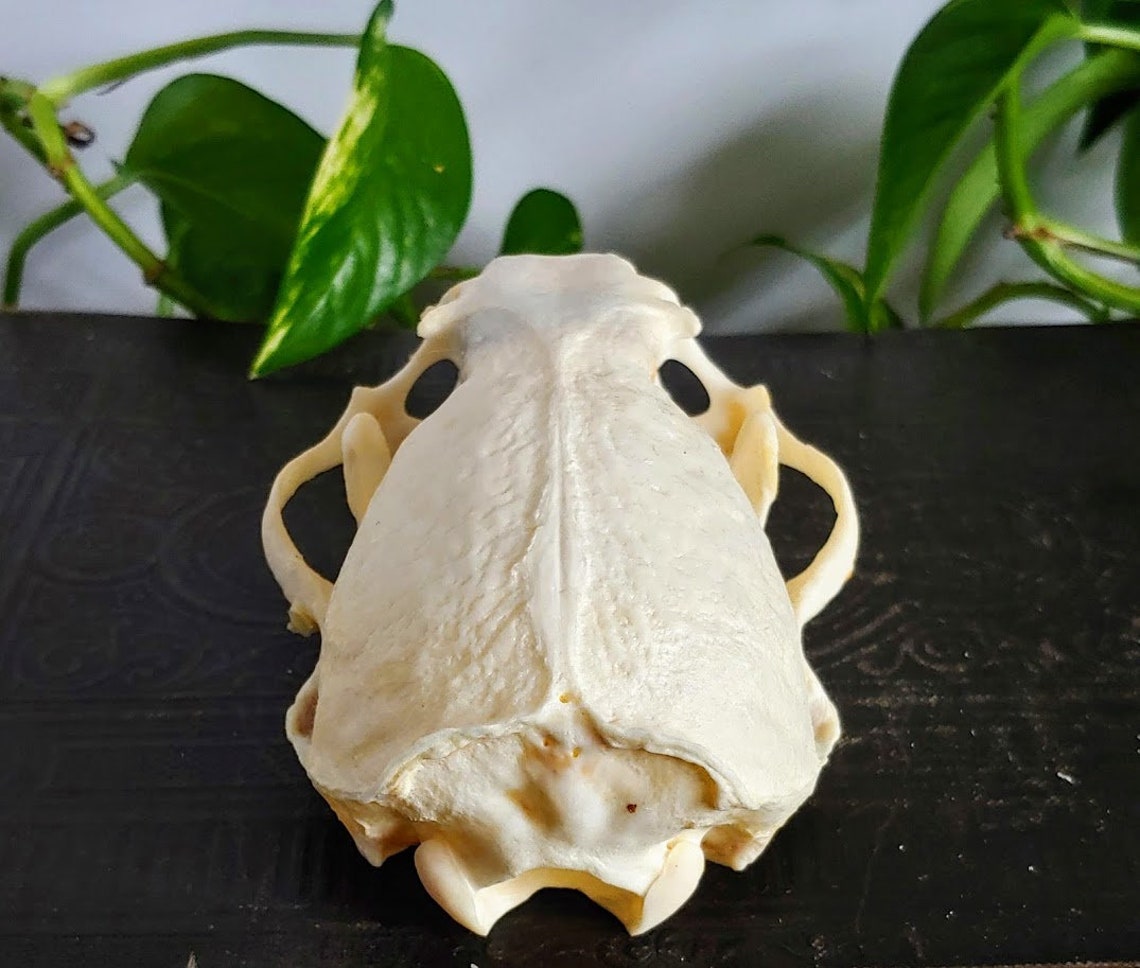 FREE SHIPPING Real Badger Skull Taxidermy Skull Bones Dark | Etsy