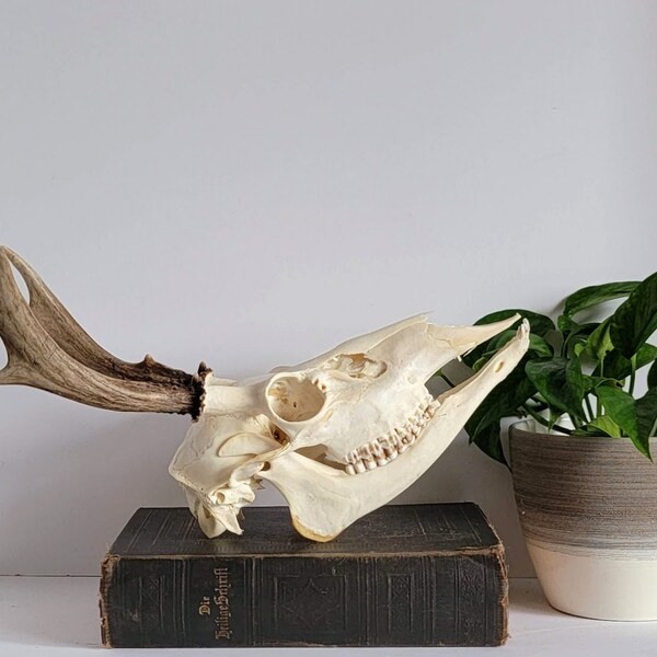 Deer Skull Mount - Etsy