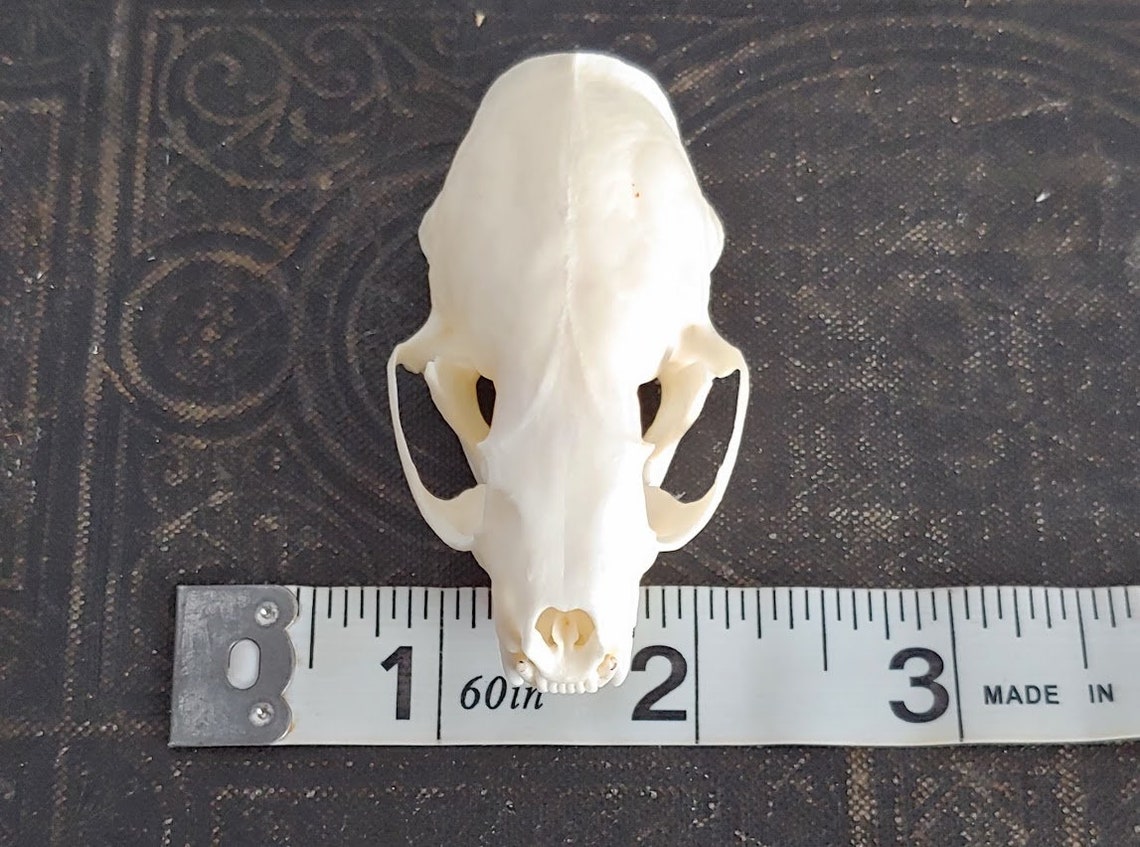 Real Mink Skull Skull Taxidermy Small Skull Oddities Tiny - Etsy