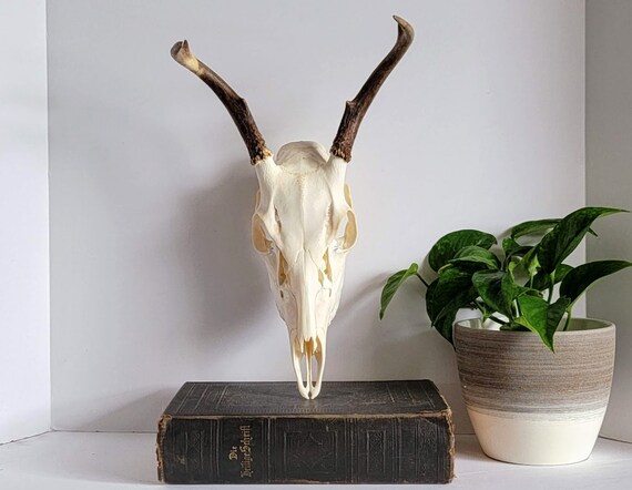 Whitetail Deer Skull Anatomy