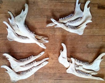 Animal bone art | Etsy