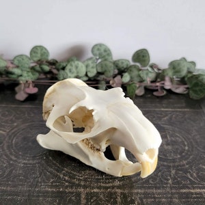 Ground Hog woodchuck Skull, Neck Bone, Unique Art, Taxidermy, Bones ...