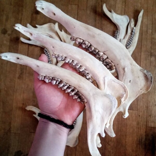 Bone Craft Supply - Etsy