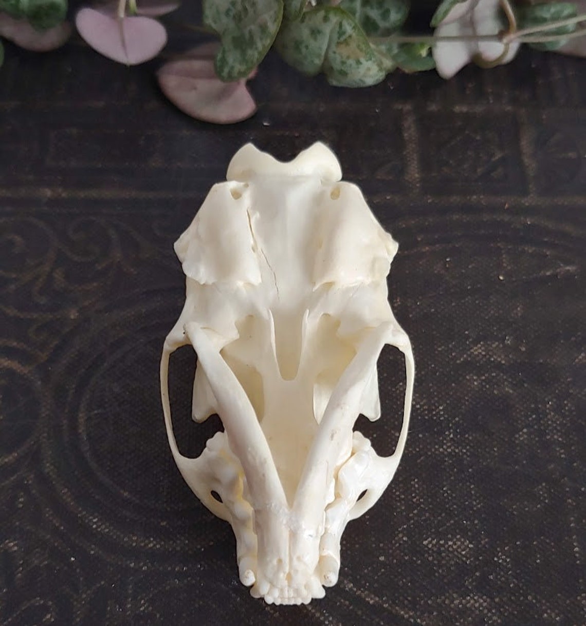 Real Mink Skull Skull Taxidermy Small Skull Oddities Tiny - Etsy