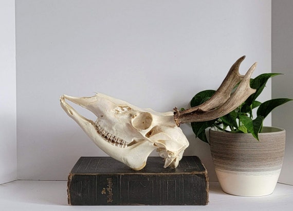 Whitetail Deer Skull Anatomy
